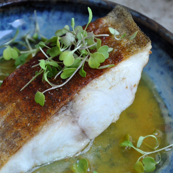 Cobia - Wulf's Fish